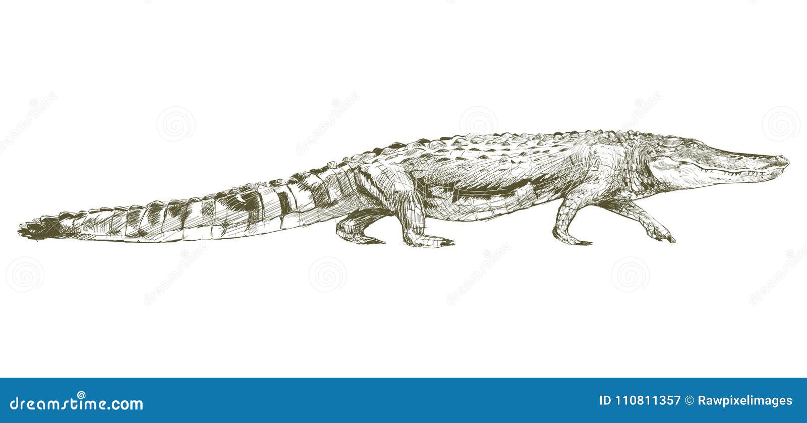 Illustration Drawing Style of Alligator Stock Illustration ...