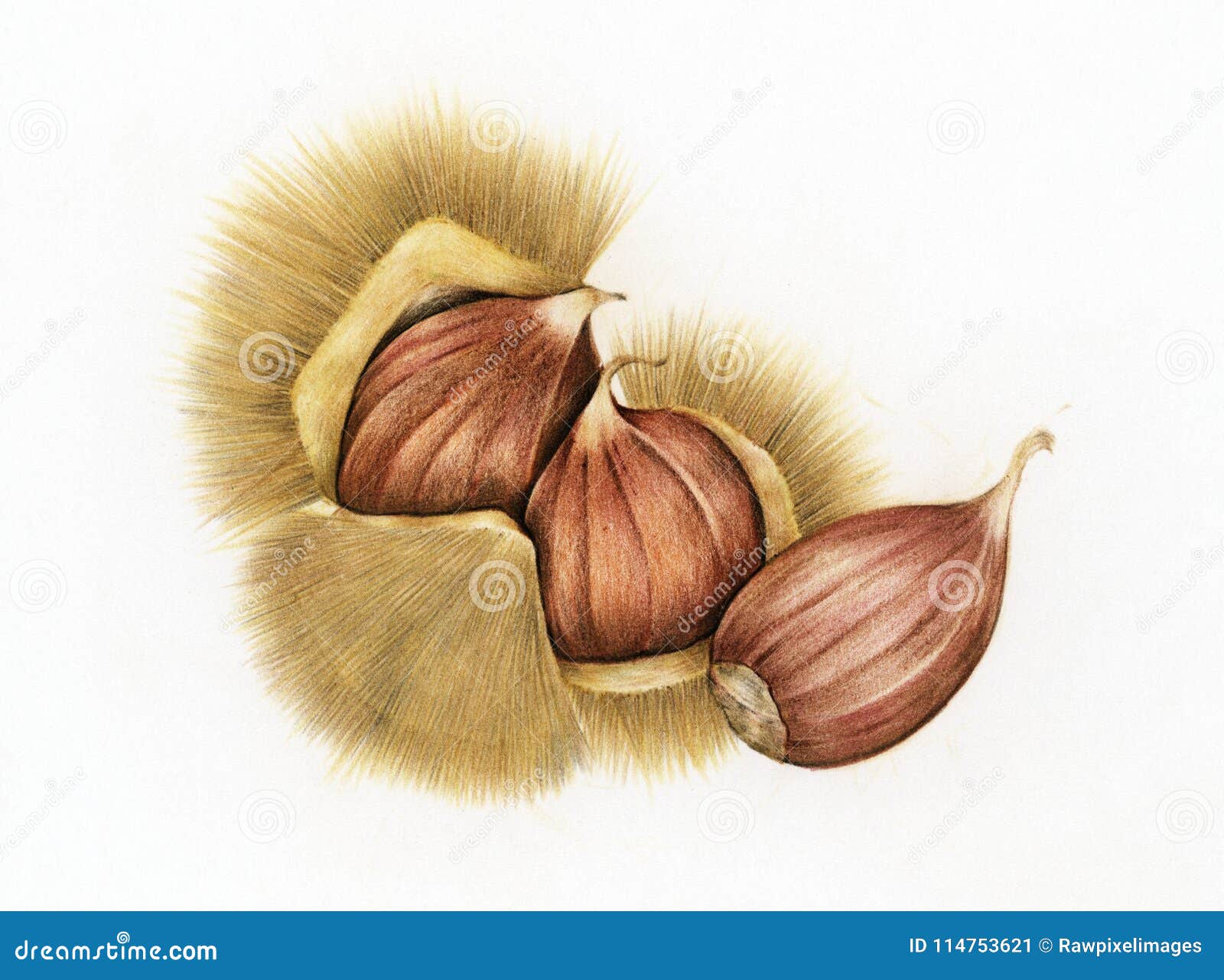 Drawing Chestnut-tree Branch Sketch, Hand-drawn Illustration Cartoon ...