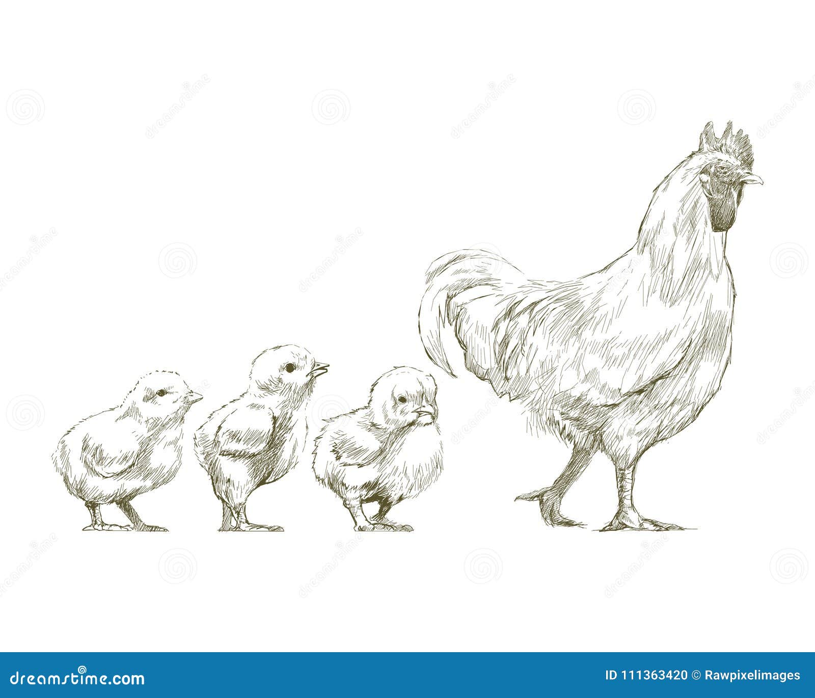 Illustration Drawing Style of Chicken Stock Illustration - Illustration ...