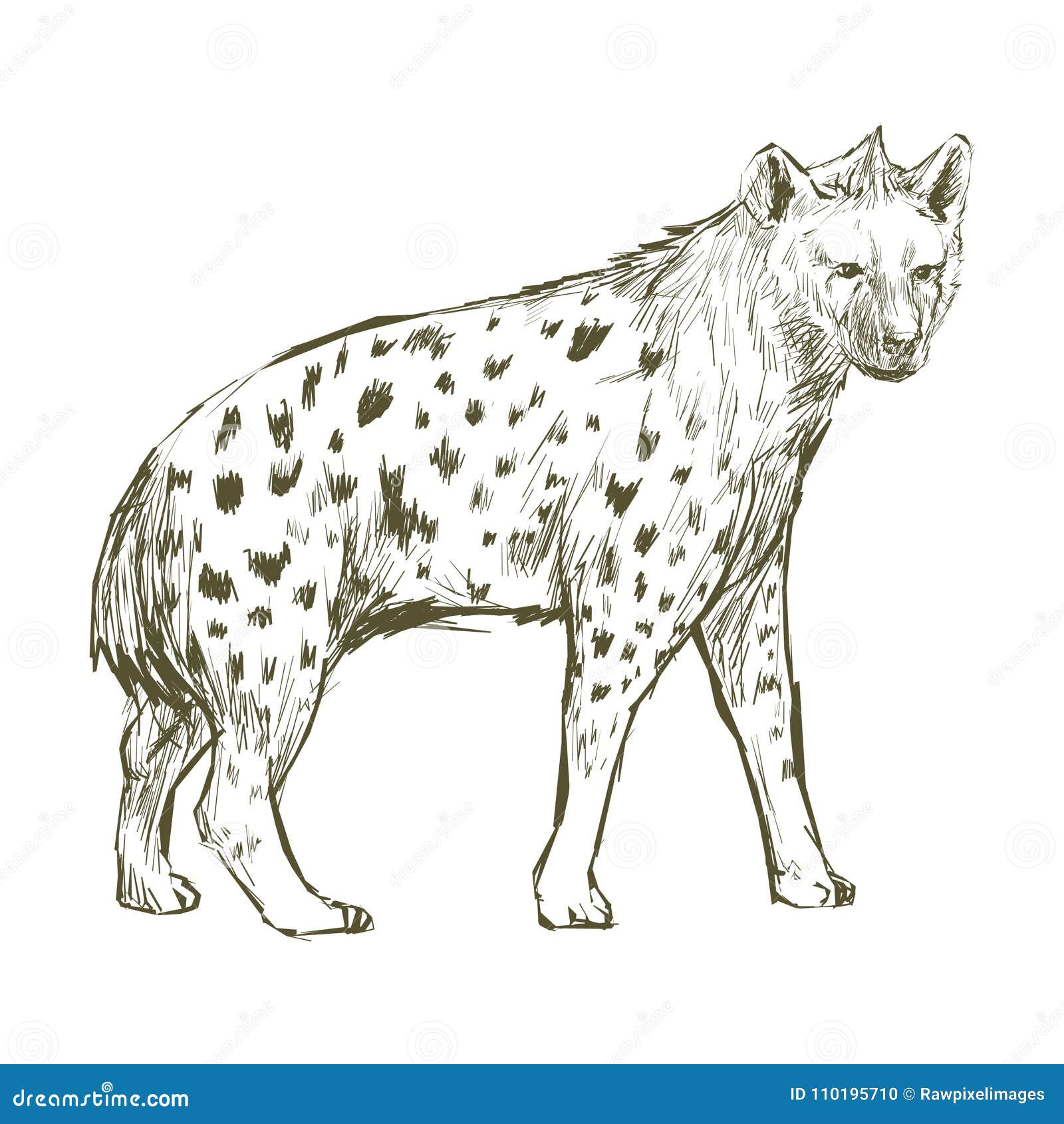 Illustration Drawing Style of Hyena Stock Illustration - Illustration ...