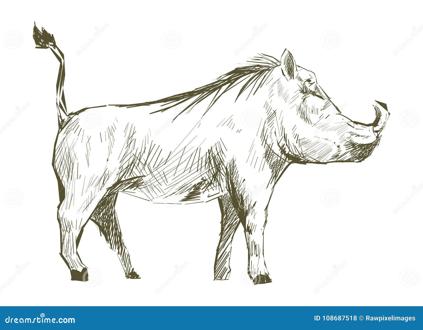 The Babirusa, Vintage Engraving Vector Illustration | CartoonDealer.com ...