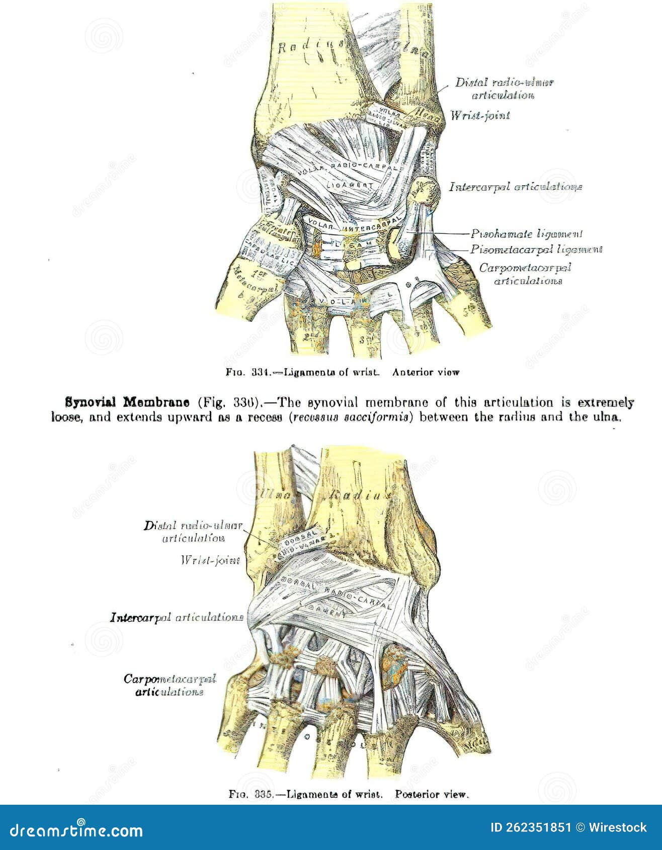 Illustration Du Ligament Du Poignet Illustration Stock - Illustration ...