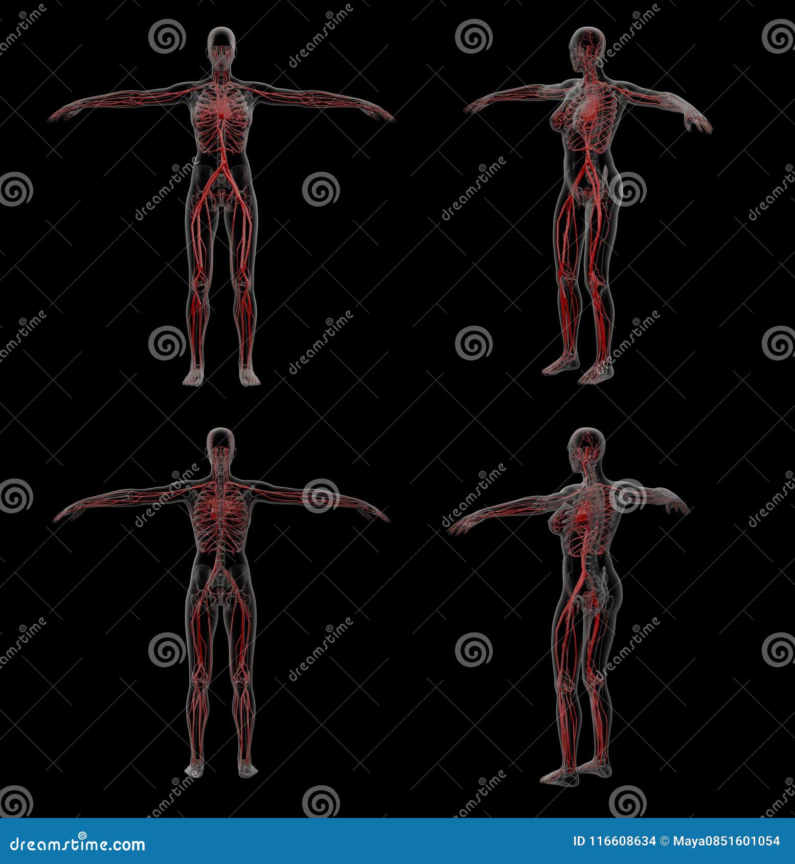 Illustration Du Rendu 3D Du Circulatoire Illustration Stock ...