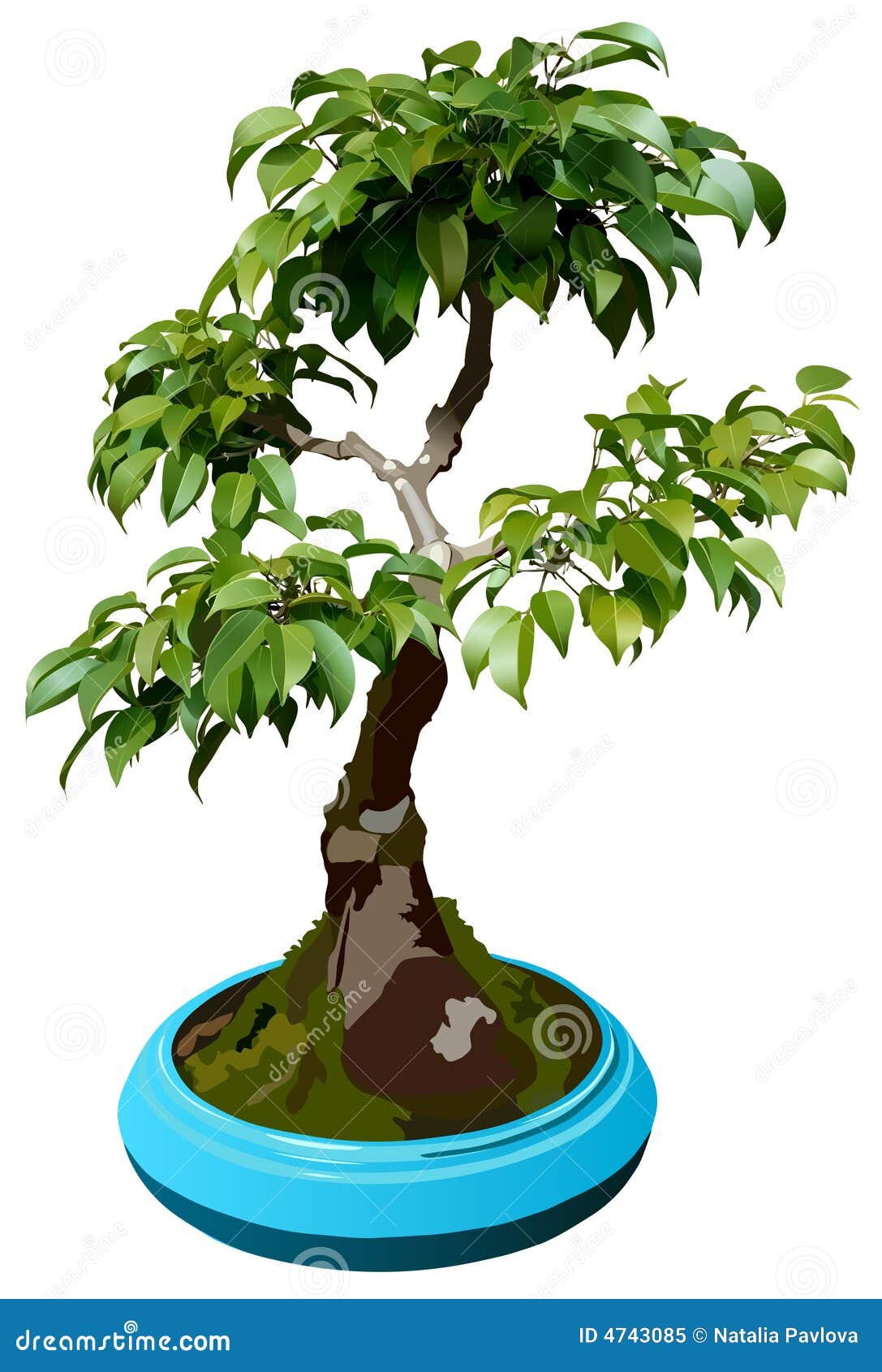 Illustration of dwarf tree stock vector. Illustration of leaf - 4743085