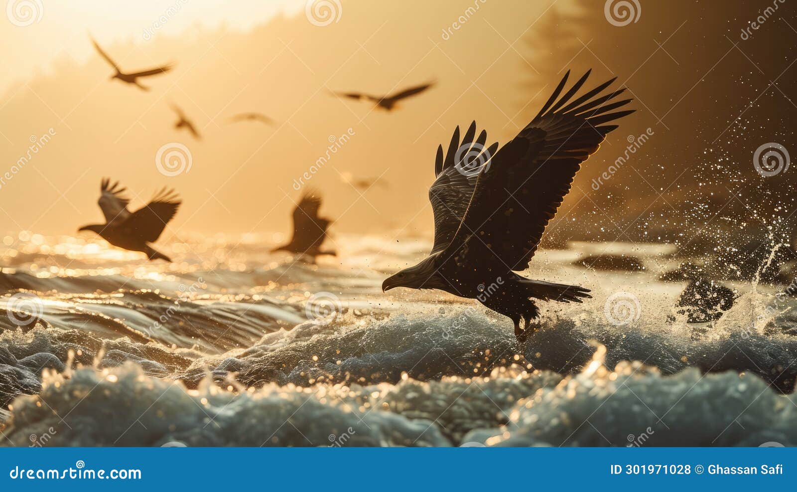 Eagles Flying Out of Water and Hovering at Dawn Stock Illustration ...