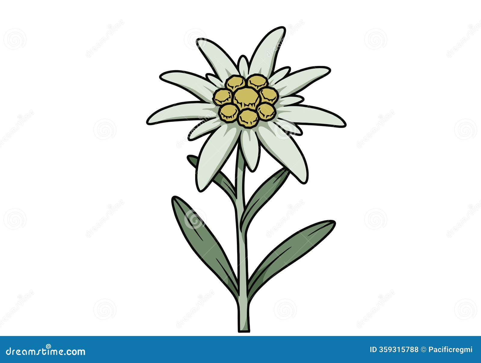 Illustration Edelweiss stock illustration. Illustration of iconic ...