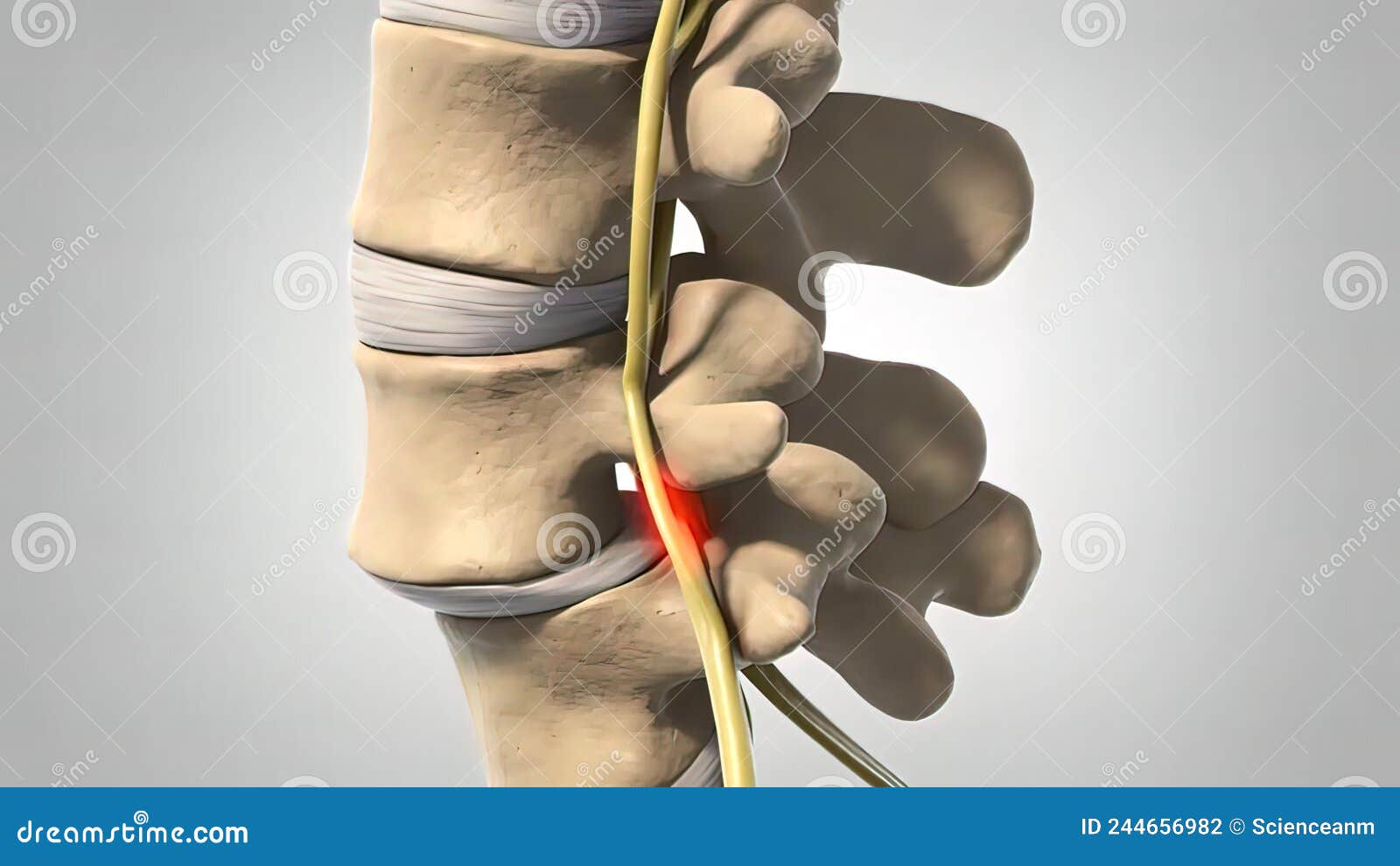 Healthy Lumbar Vertebrae And Intervertebral Disc Labeled Illustration