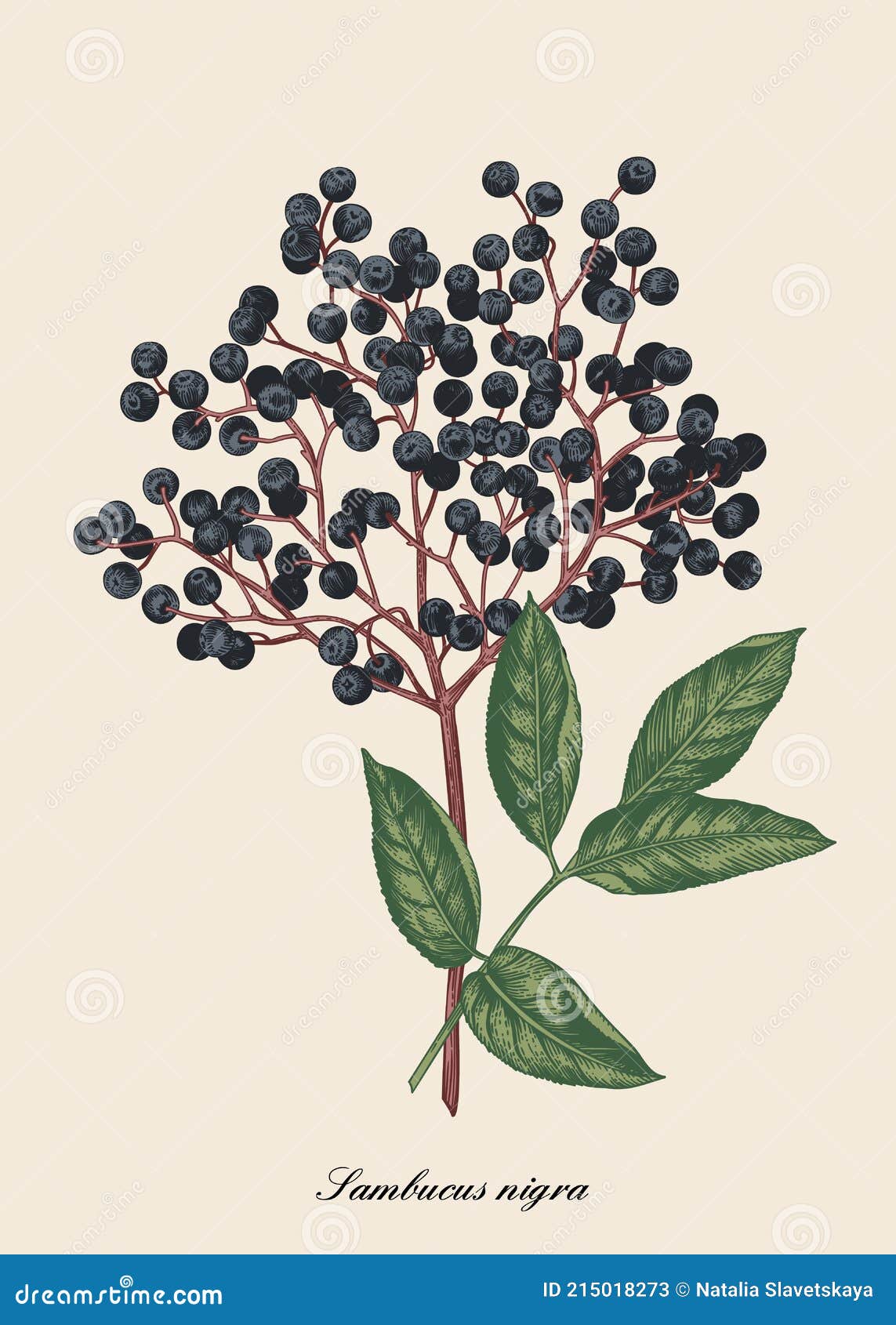 Illustration of Elderberry Berry Stock Vector - Illustration of healthy ...