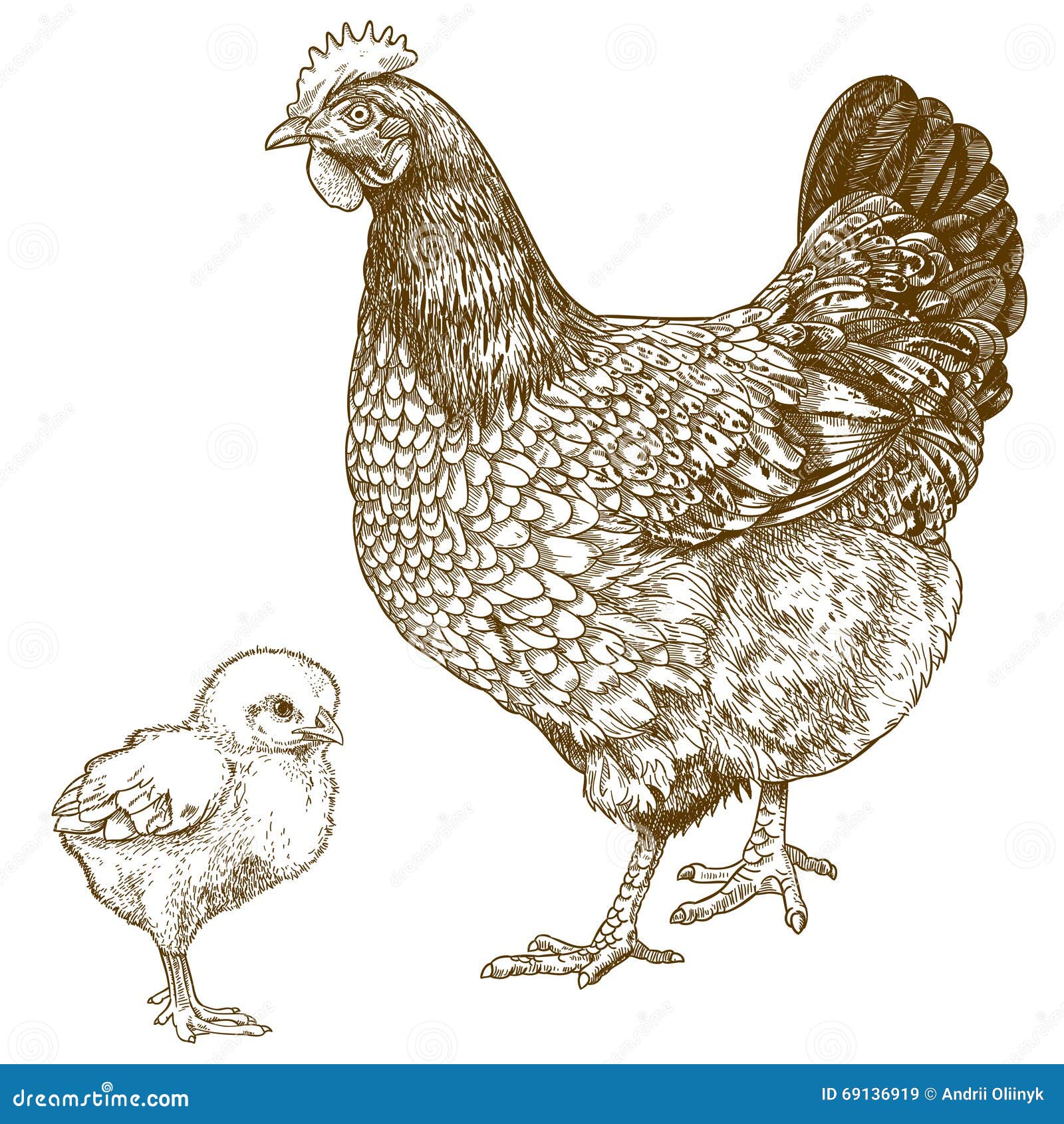 Illustration of Engraving Chicken and Chick Stock Vector - Illustration ...