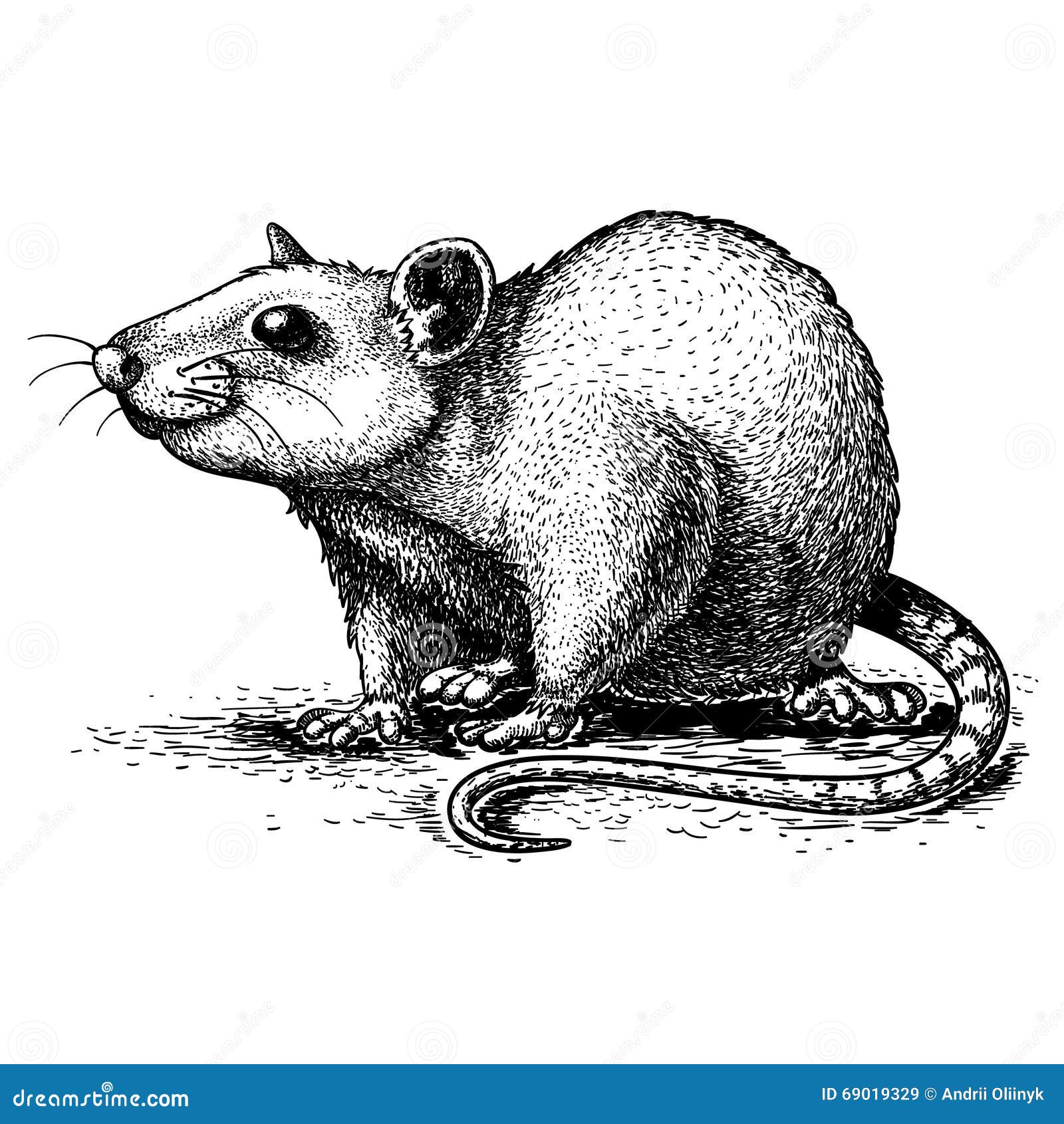 Illustration of Engraving Rat on White Background Stock Vector ...