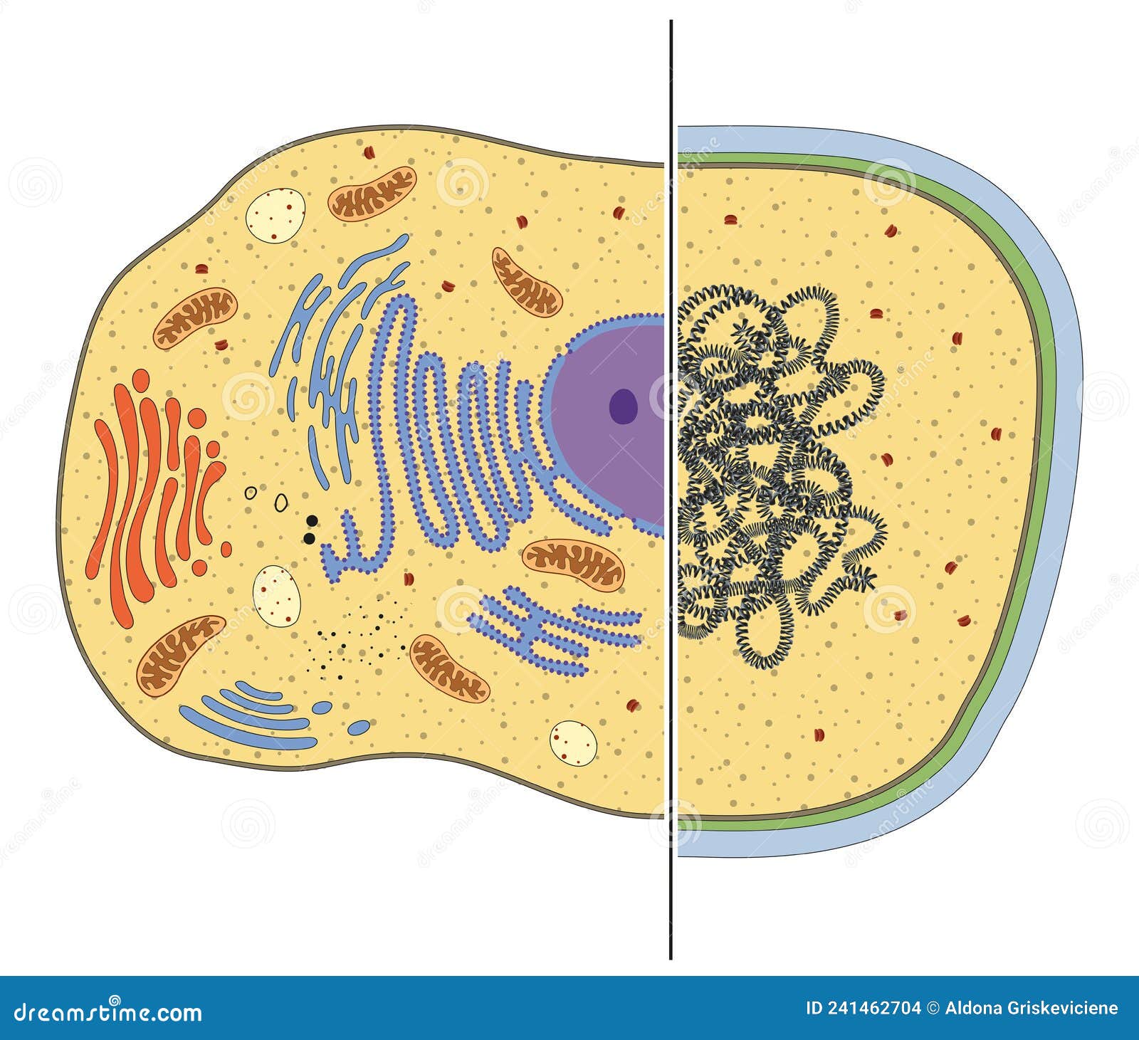 Eukaryotic Organisms 1.16: Eukaryotic Cells Biology LibreTexts