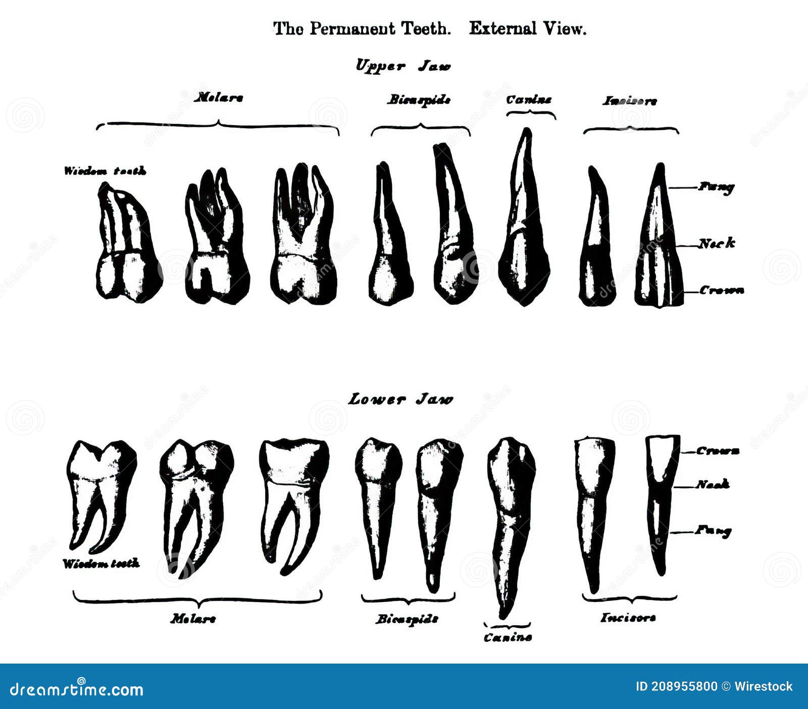 Illustration of the External View of Two Rows of Permanent Teeth - 19th ...
