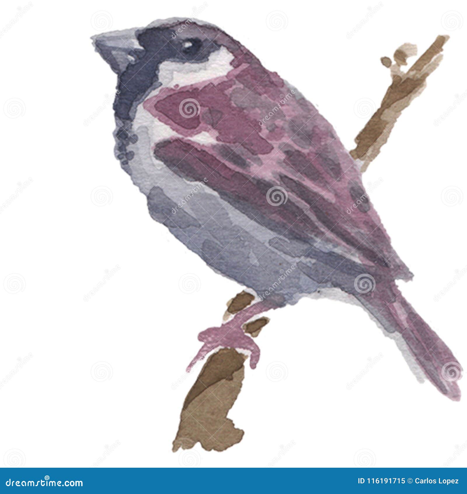 Illustration Faite Main D'aquarelle De Moineau Illustration de Vecteur ...