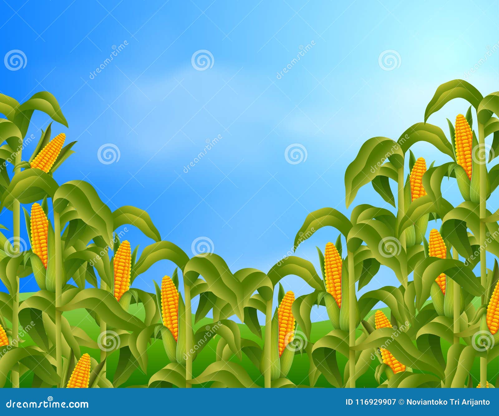 Farm scene with fresh corn stock vector. Illustration of cloud - 116929907