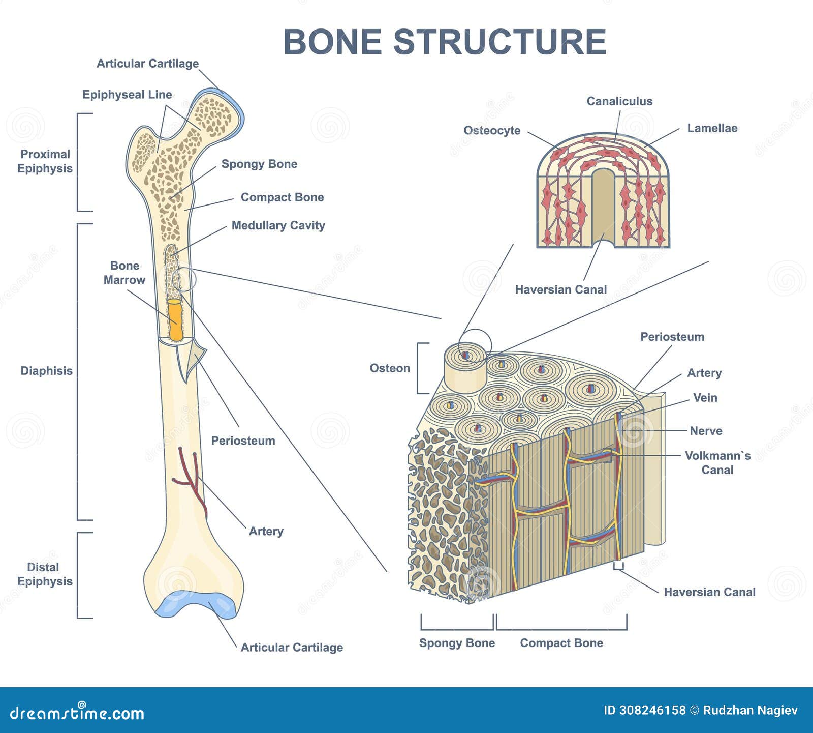Bone Cross Section With Isolated Outline Anatomical Structure Stock Vector Illustration Of