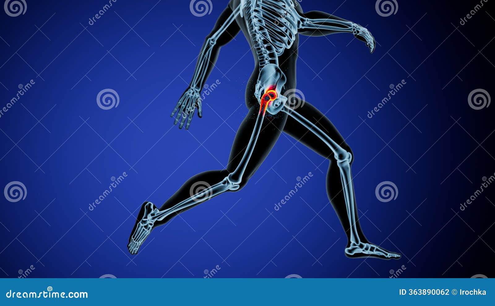 Human Skeleton Anatomy Sacra Bone 3D Rendering Royalty-Free Stock ...