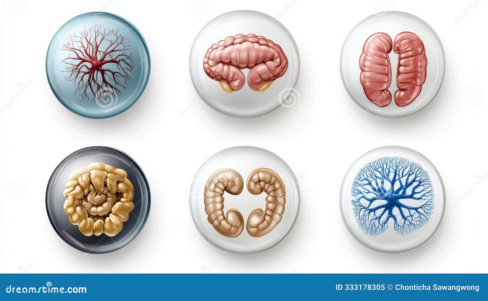 Illustration Featuring Various Organ Structures in Circular Designs, Showcasing Unique Textures ...