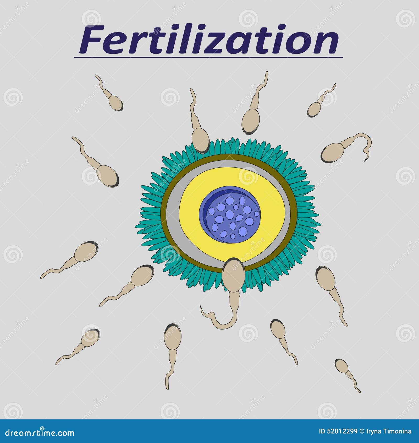 Illustration of a Female Egg Fertilization Sperm Stock Vector ...