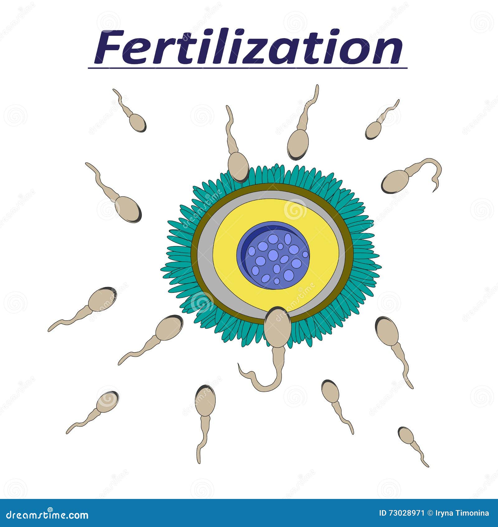 Illustration Of A Female Egg Fertilization Sperm Stock Vector