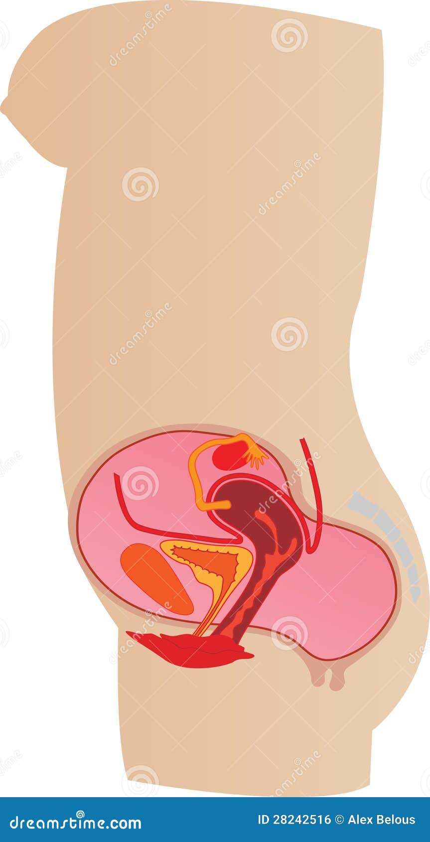 Female Genitals Line Icon Concept Female Genitals Flat Vector Symbol