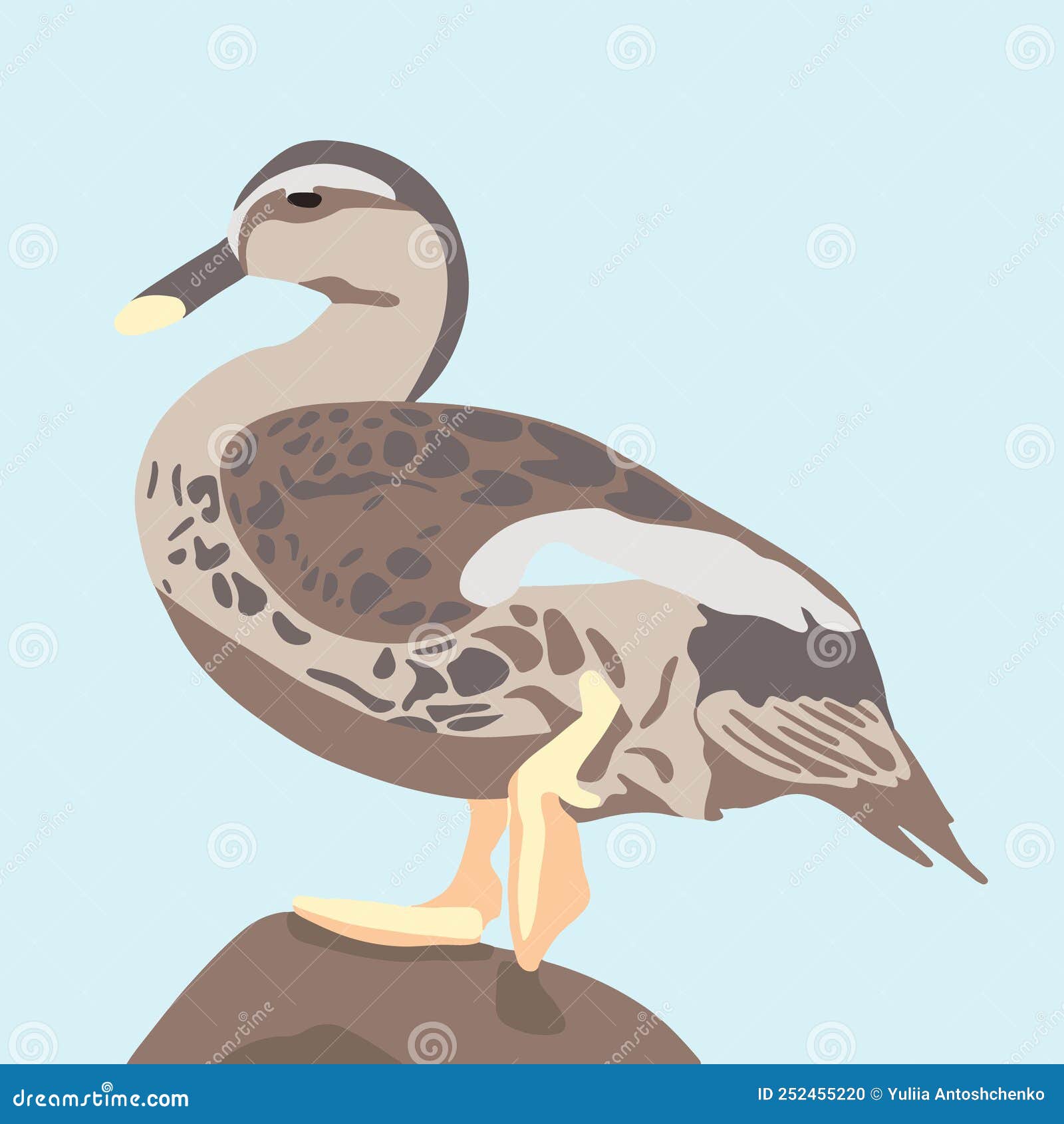 Illustration of a Female Wild Duck. Stock Vector - Illustration of beak ...