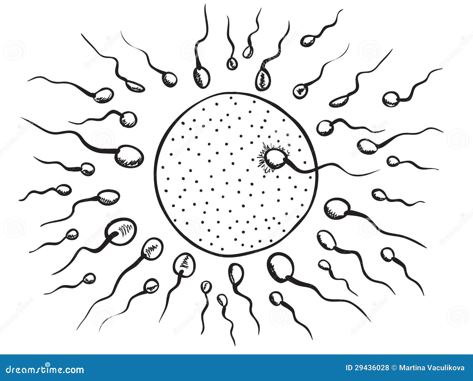 Illustration of Fertilization Stock Vector - Illustration of doodle ...
