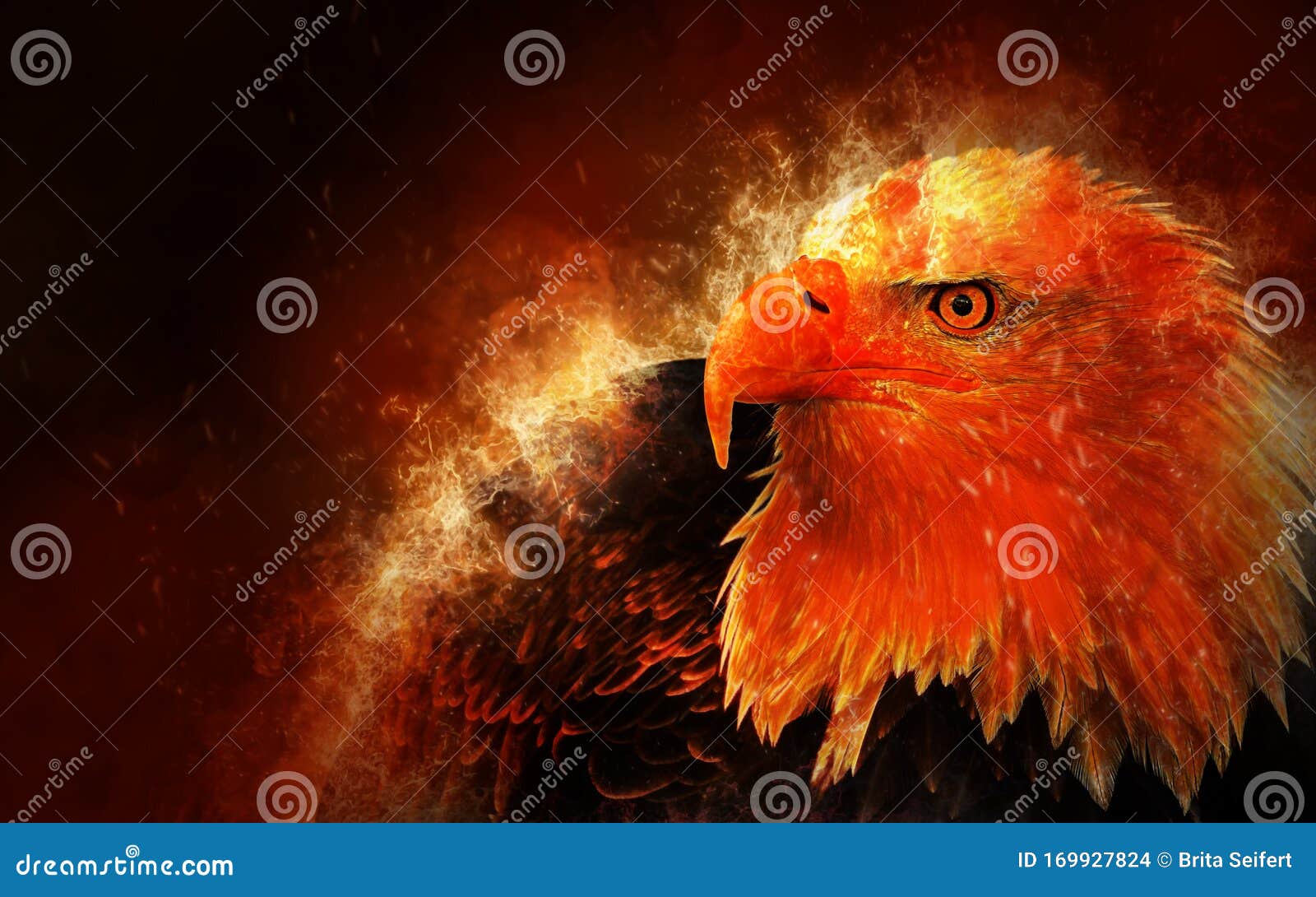 Illustration of Fire Burning Eagle with Black Background Stock ...