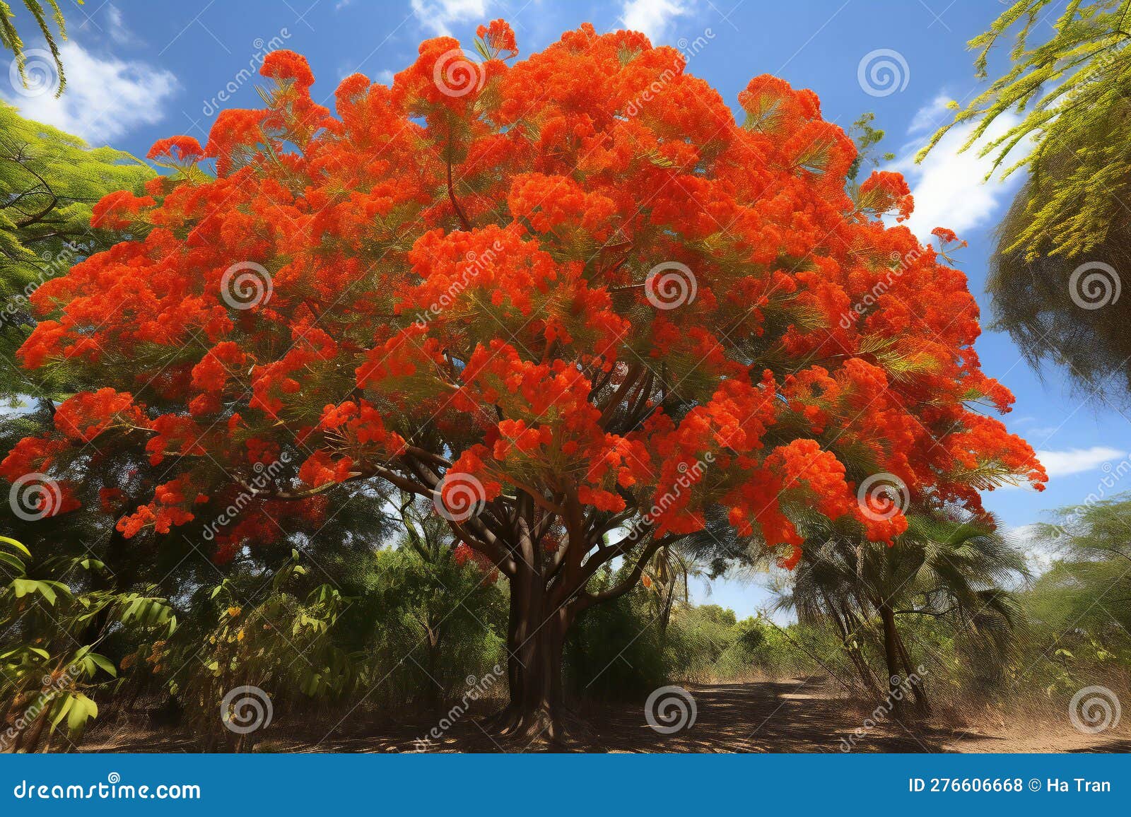 Flame Tree with Red Flowers in the Jungle Stock Illustration ...