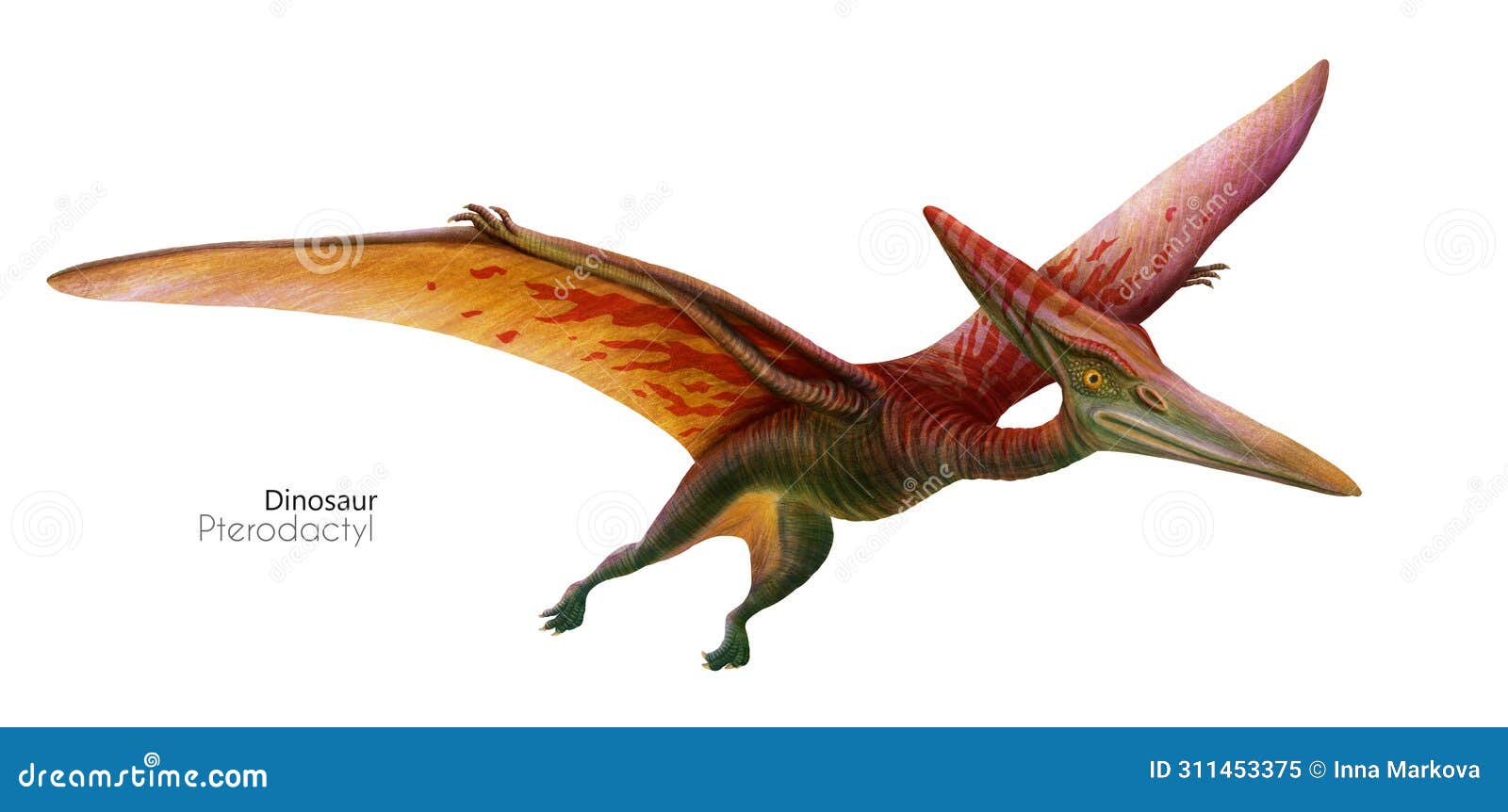 Illustration of a Flying Pterodactyl. Flying Red Green Dinosaur ...