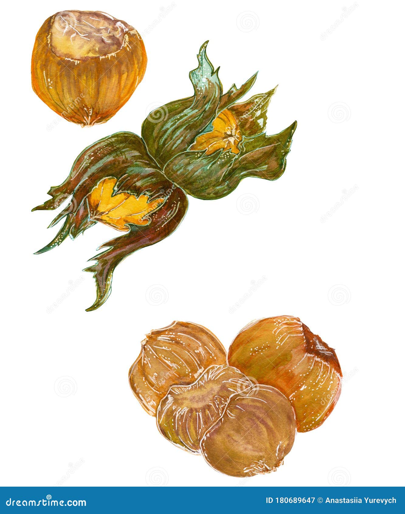 Forest nuts illustration stock illustration. Illustration of isolated ...