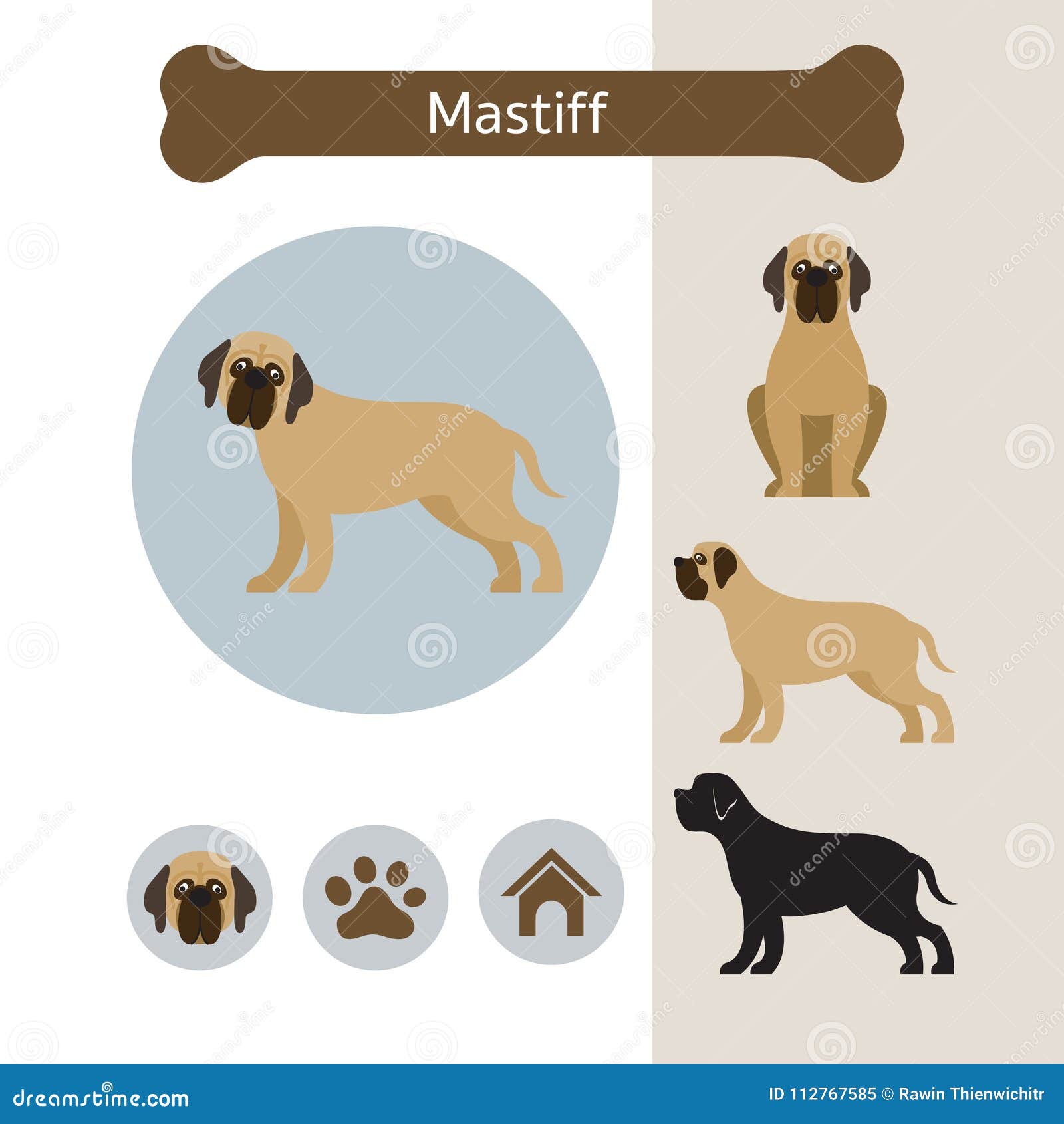 Mastiff Dog Breed Infographic Stock Vector - Illustration of sign ...