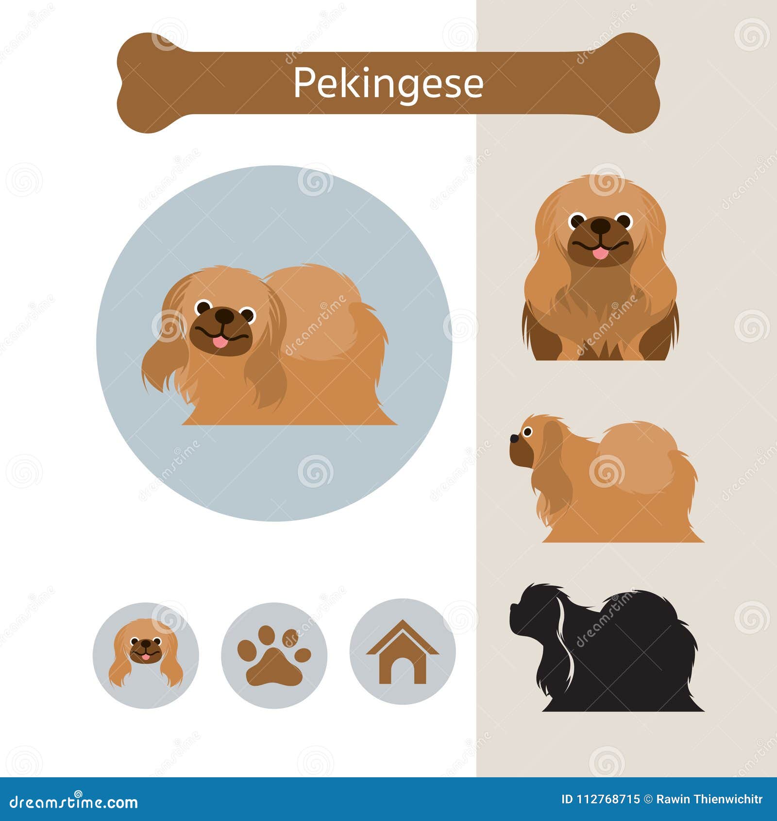 Pekingese Dog Breed Infographic Stock Vector - Illustration of small ...