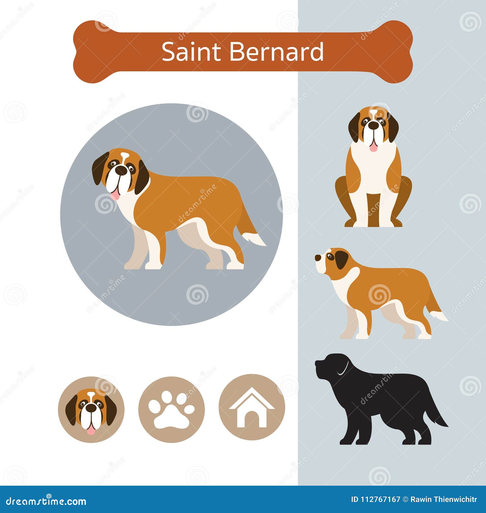 Saint Bernard Dog Breed Infographic Stock Vector - Illustration of ...