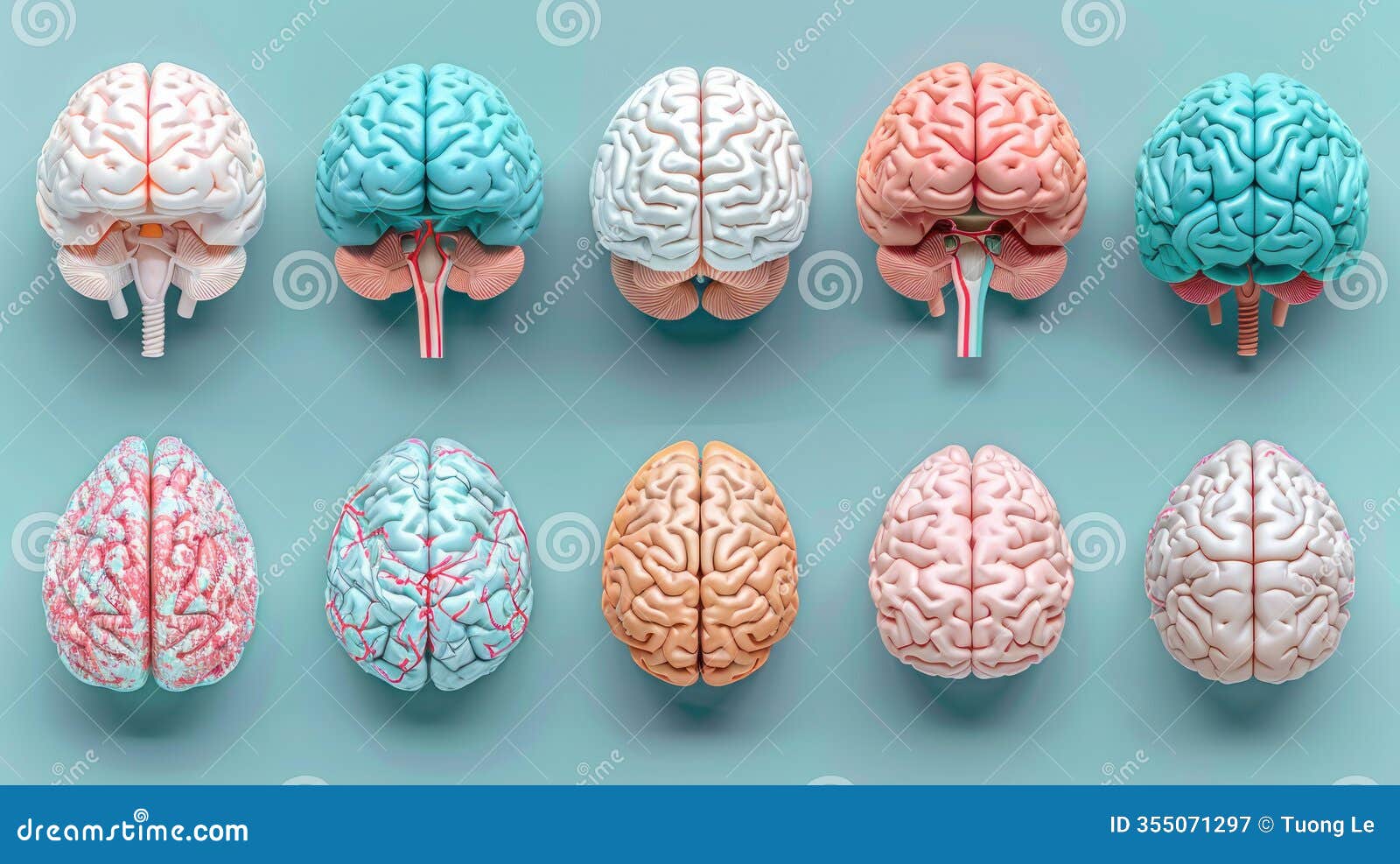 Functional Areas Of The Human Brain Diagram Vector Illustrations ... Functional Areas Of The Human Brain Diagram Vector Illustrations ...