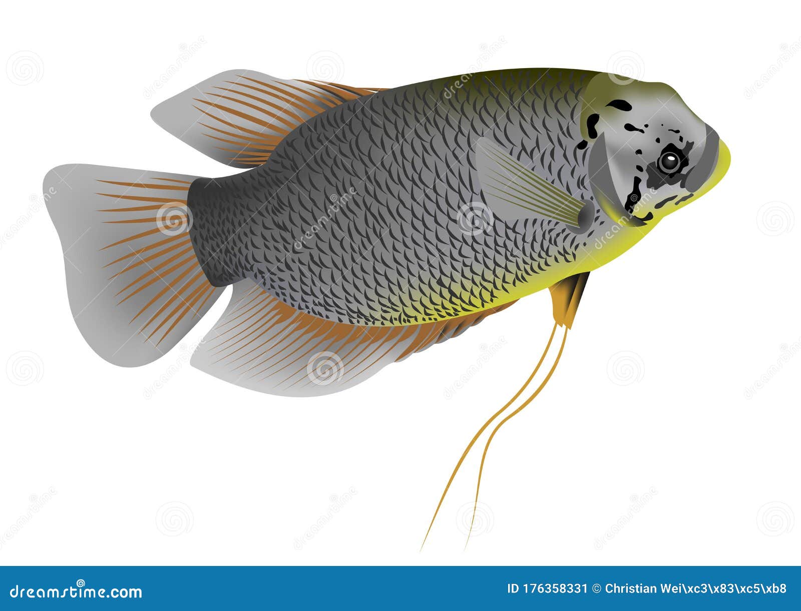 Illustration of a Giant Gourami Stock Illustration - Illustration of ...