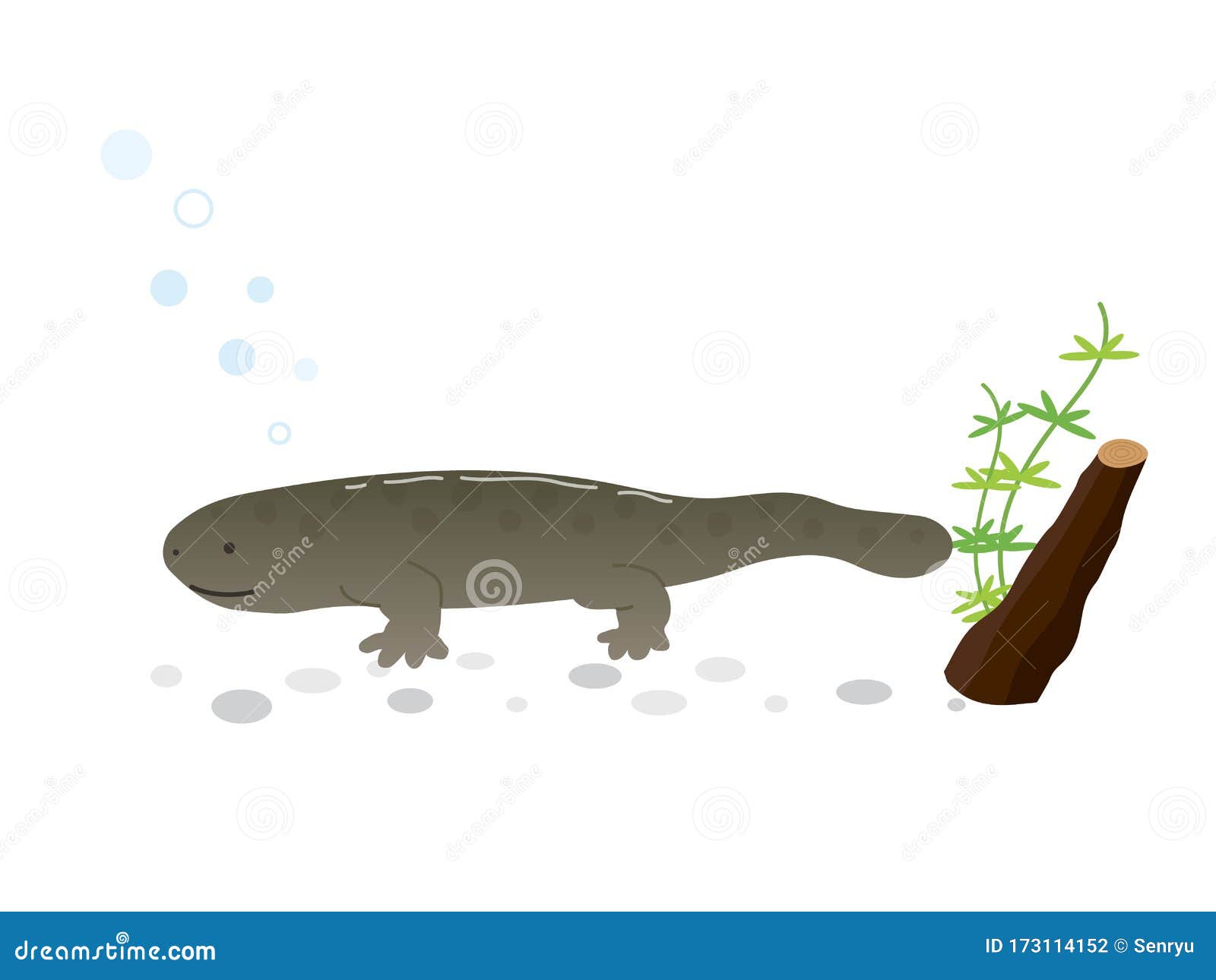 Giant Salamander Vector Illustration | CartoonDealer.com #173114152