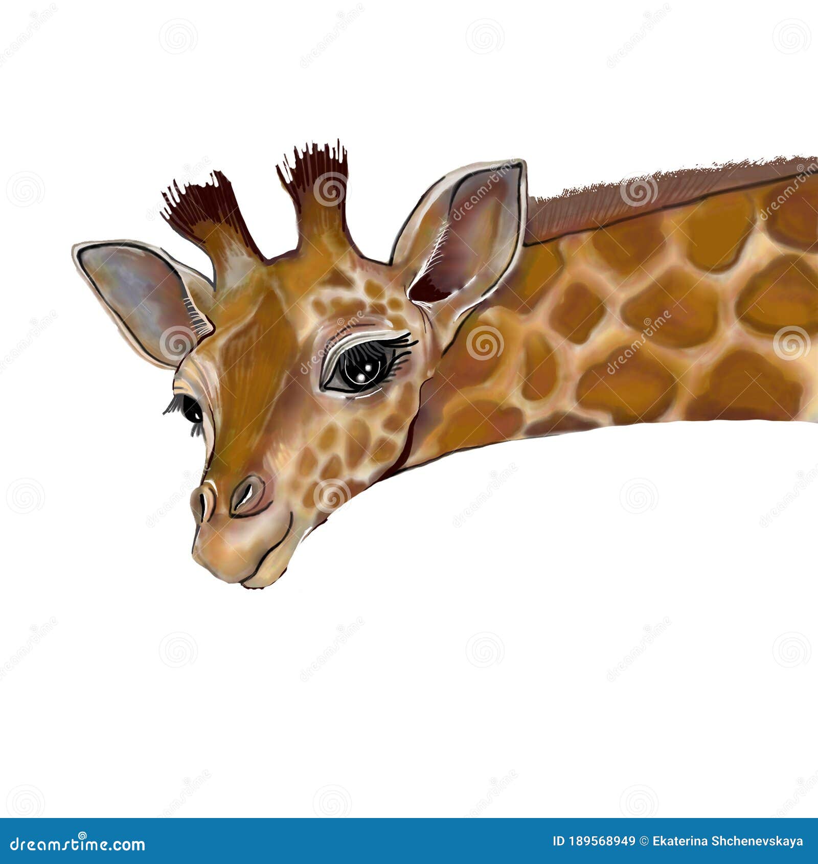 Giraffe Head And Neck Drawing