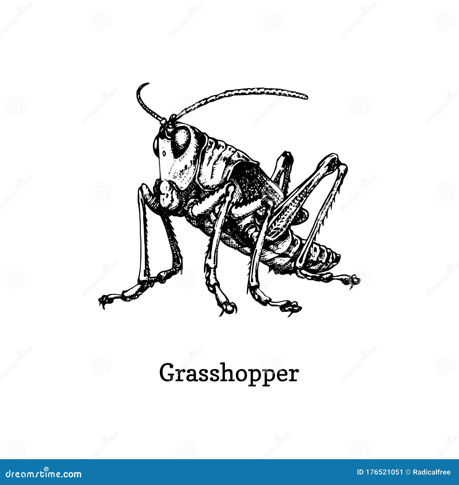 Illustration of a Grasshopper. Drawn Insect in Engraving Style. Sketch ...