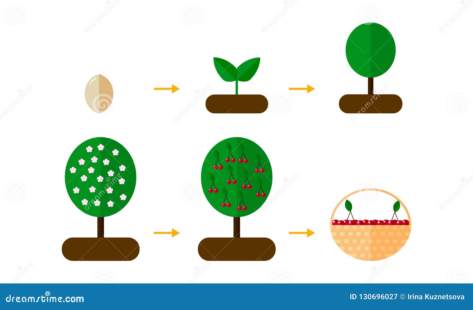 Illustration. Growth Stages of Orange Trees Blooming Cher Stock ...