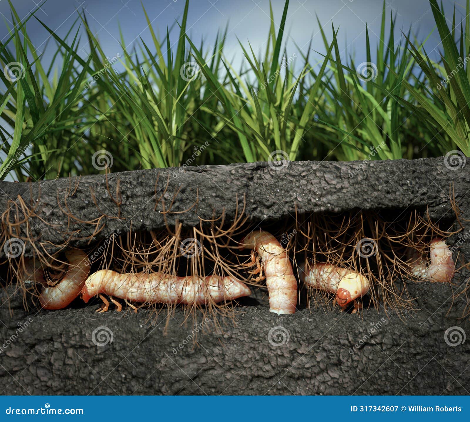An Illustration of Grubs Eating Grass Roots Underground Stock ...