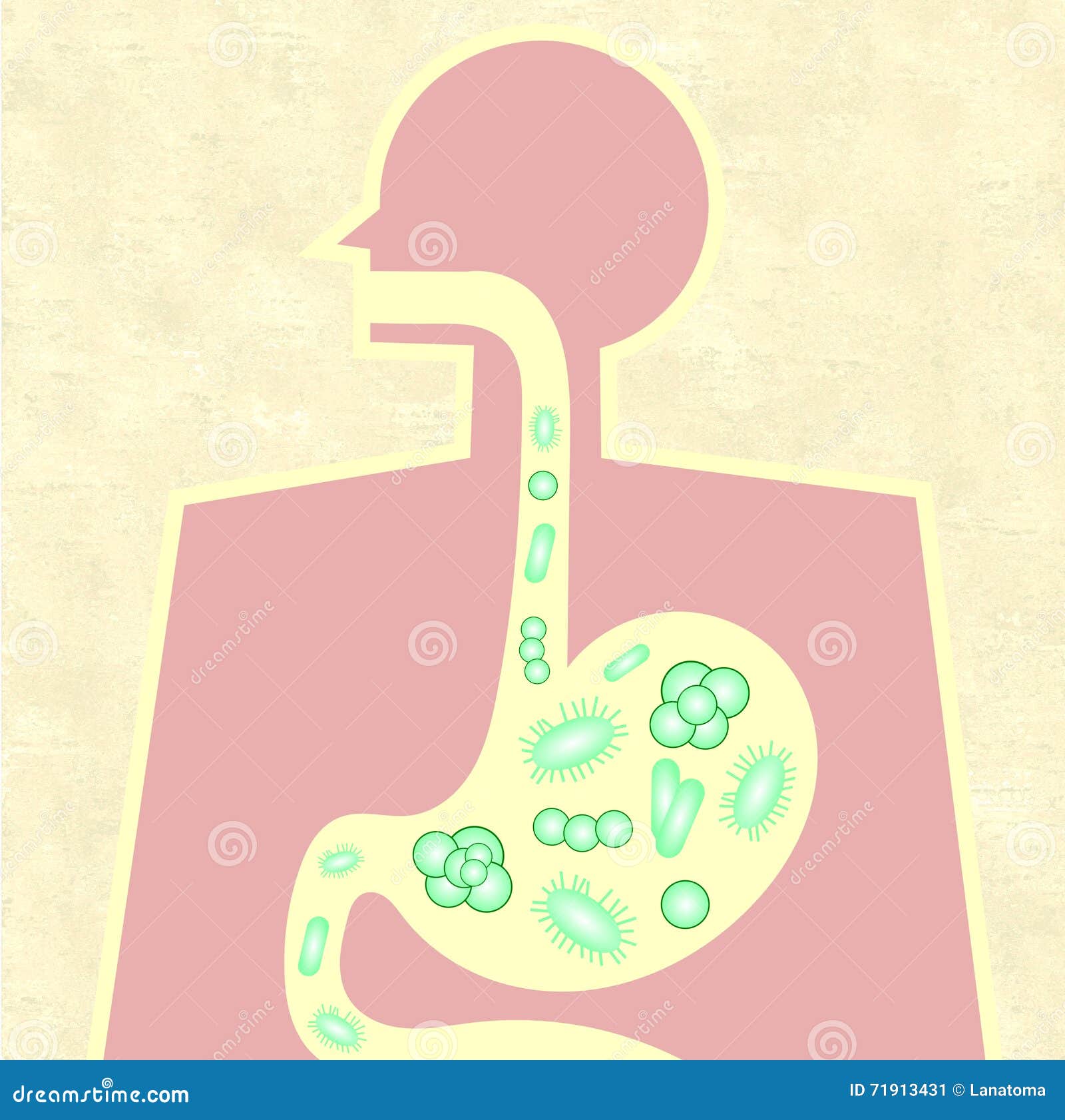 Illustration of Gut Microbiome Stock Illustration - Illustration of ...