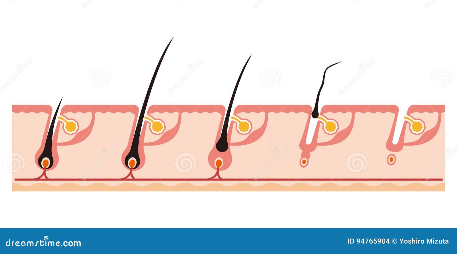 Illustration of a Hair Cycle Stock Vector - Illustration of cycle ...