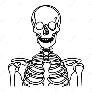 Illustration of Half of a Human Skeleton. One Line Drawing of a Human ...