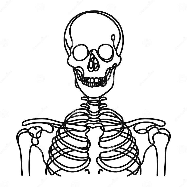 Illustration of Half of a Human Skeleton. One Line Drawing of a Human ...