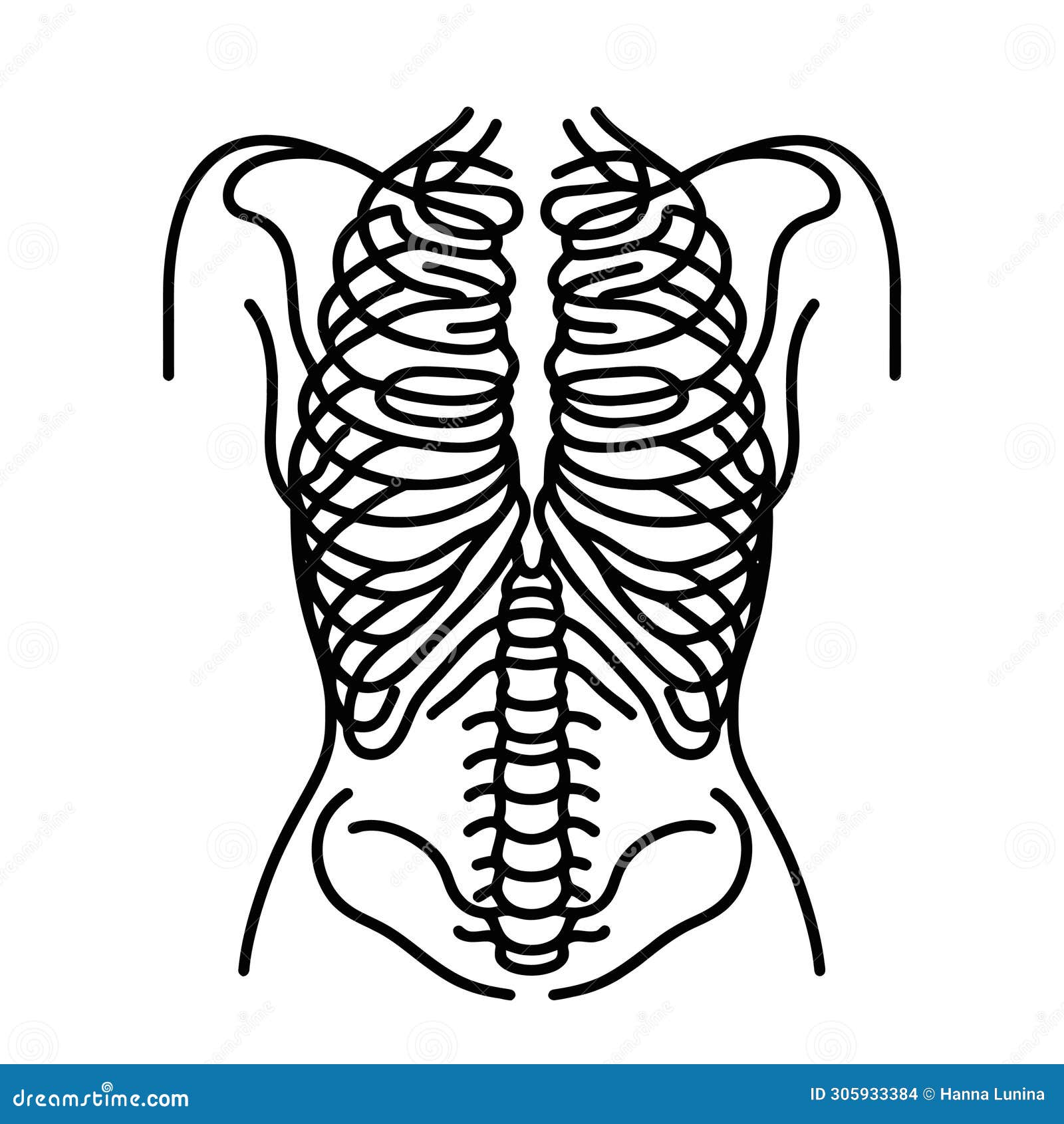 Illustration of Half of a Human Skeleton. One Line Drawing of a Human ...