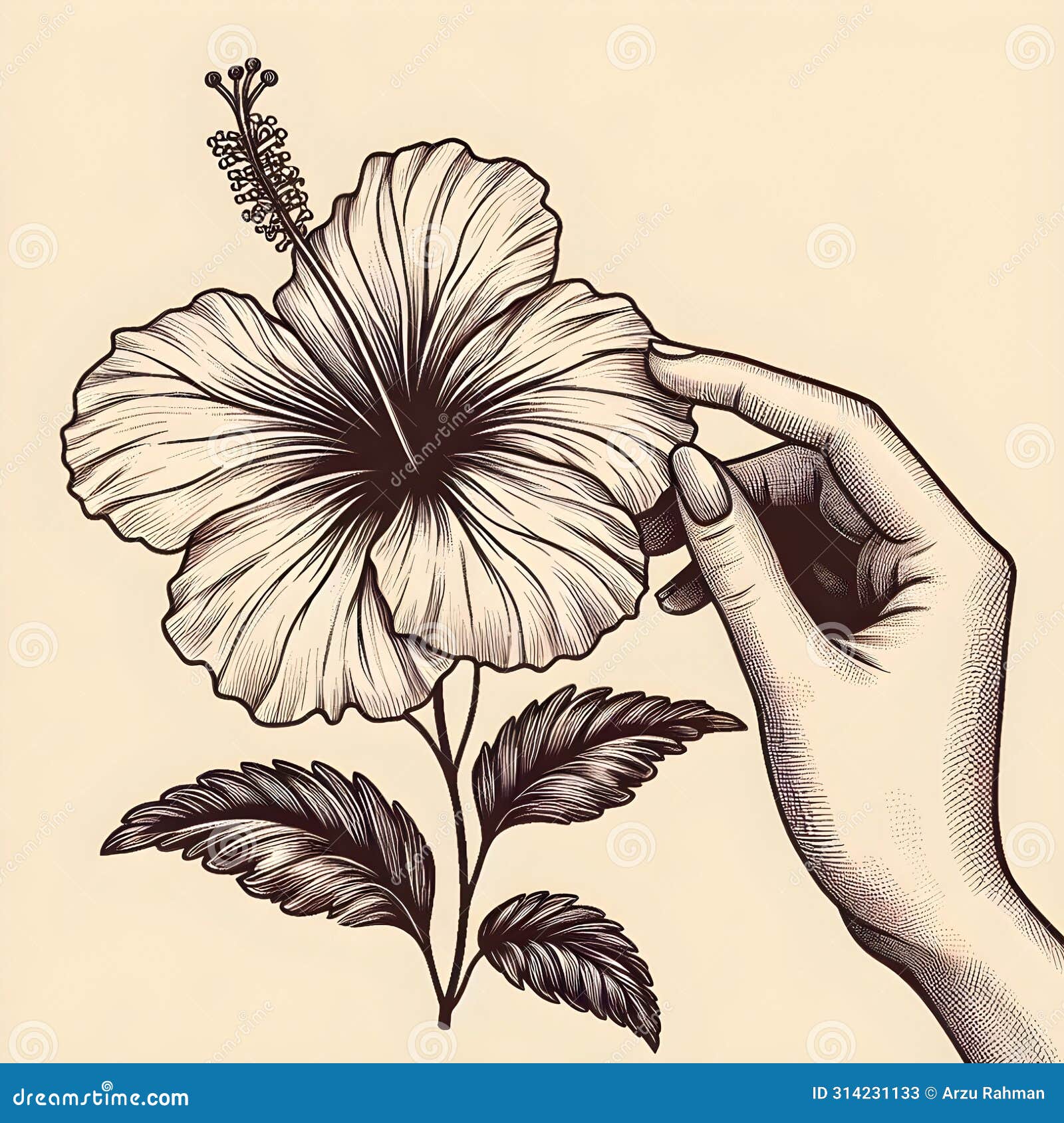 Hand Drawing Hibiscus Flower Bundle Stock Illustration - Illustration ...