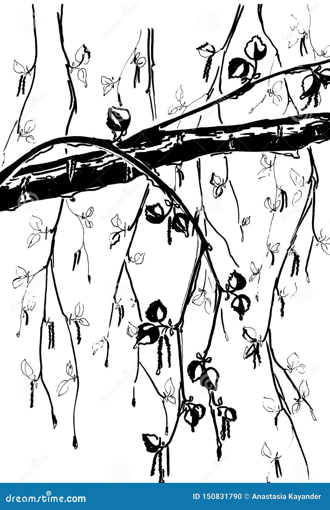 Illustration of Hand Drawn Birch Branch Isolated on White Stock Photo ...