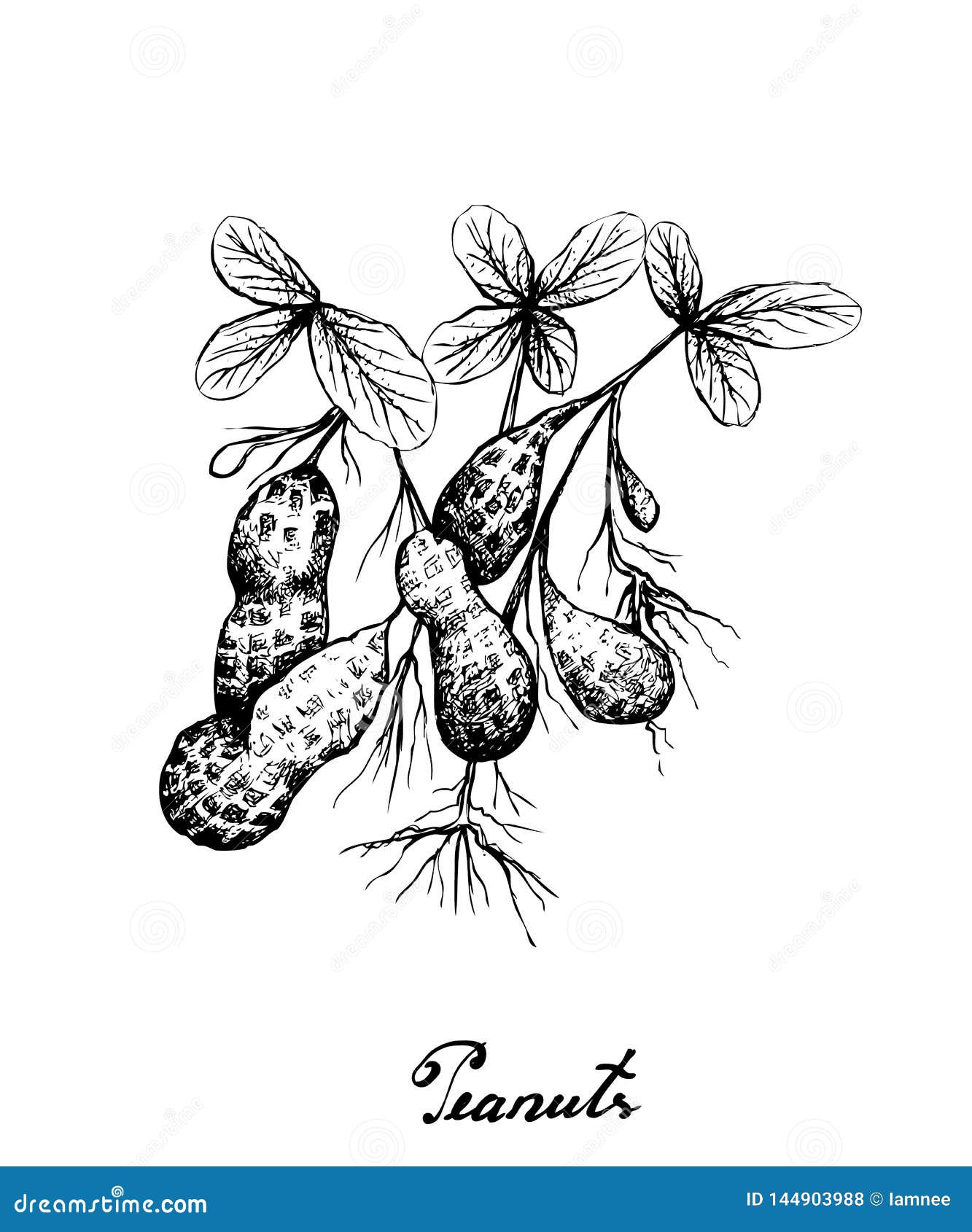 Hand Drawn of Peanuts Plant on White Background Stock Vector ...