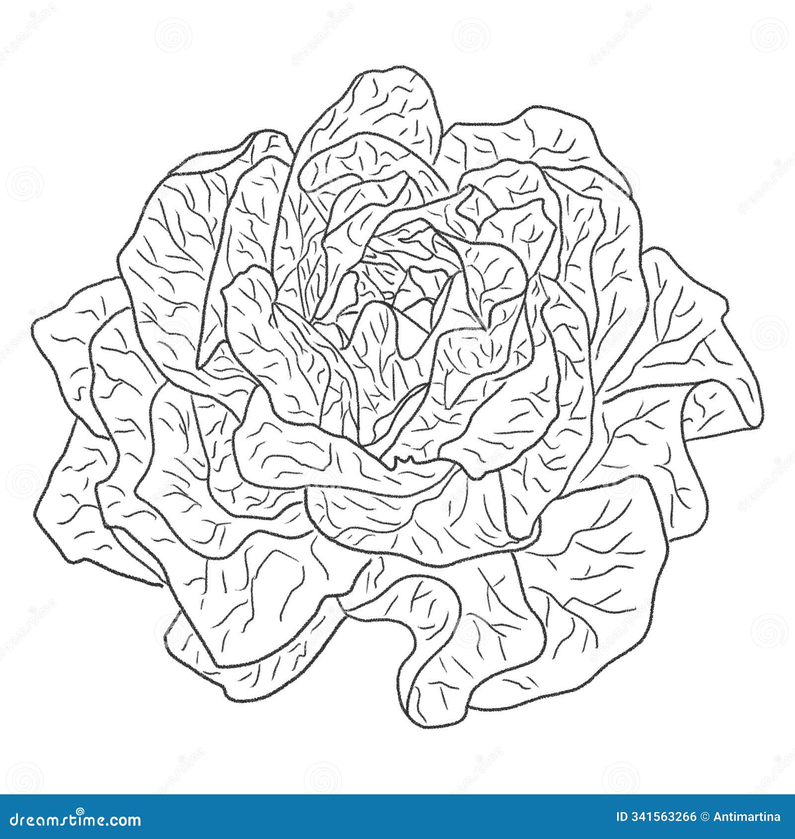 Head Lettuce In Continuous Line Art Drawing Style. Iceberg Or Crisp ...