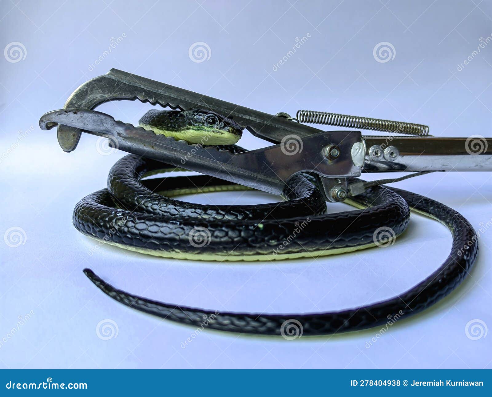 Snakerescue Stock Photos - Free & Royalty-Free Stock Photos from Dreamstime